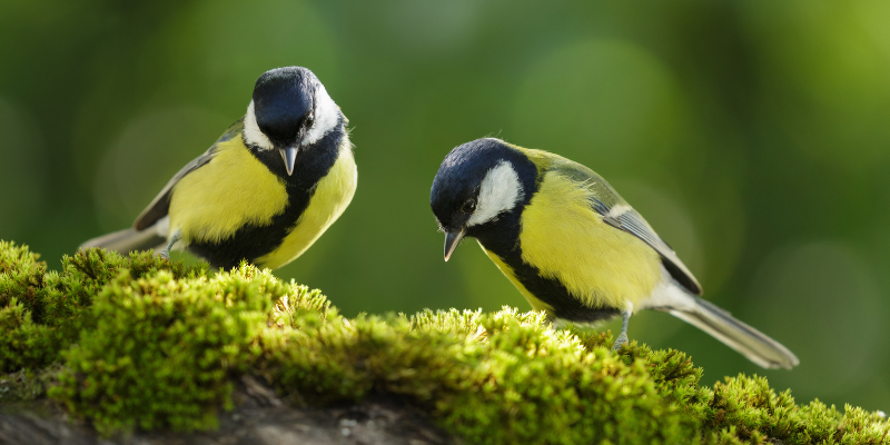 Researchers uncover social clues to bird 'divorce' | School of Biology ...