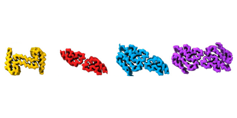 Shapeshifting fibers: capturing the transformation of a rogue protein ...