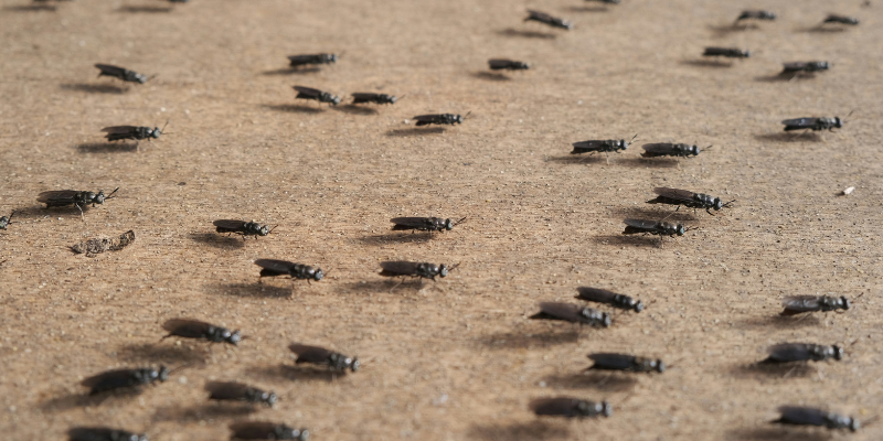 Insects in farming – supporting economic and environmental ...