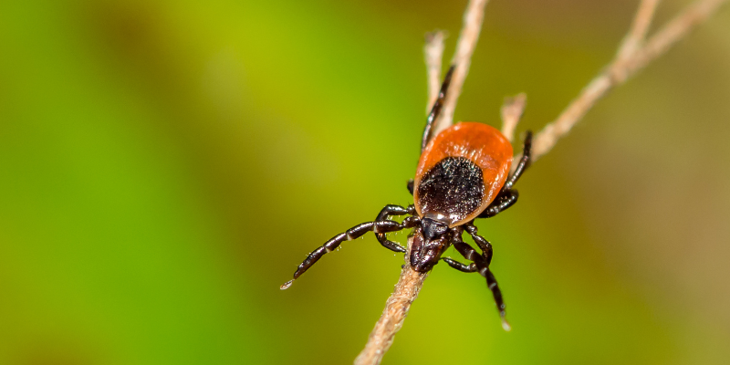 Why clues in the brain could help combat tick-borne viruses | Faculty ...