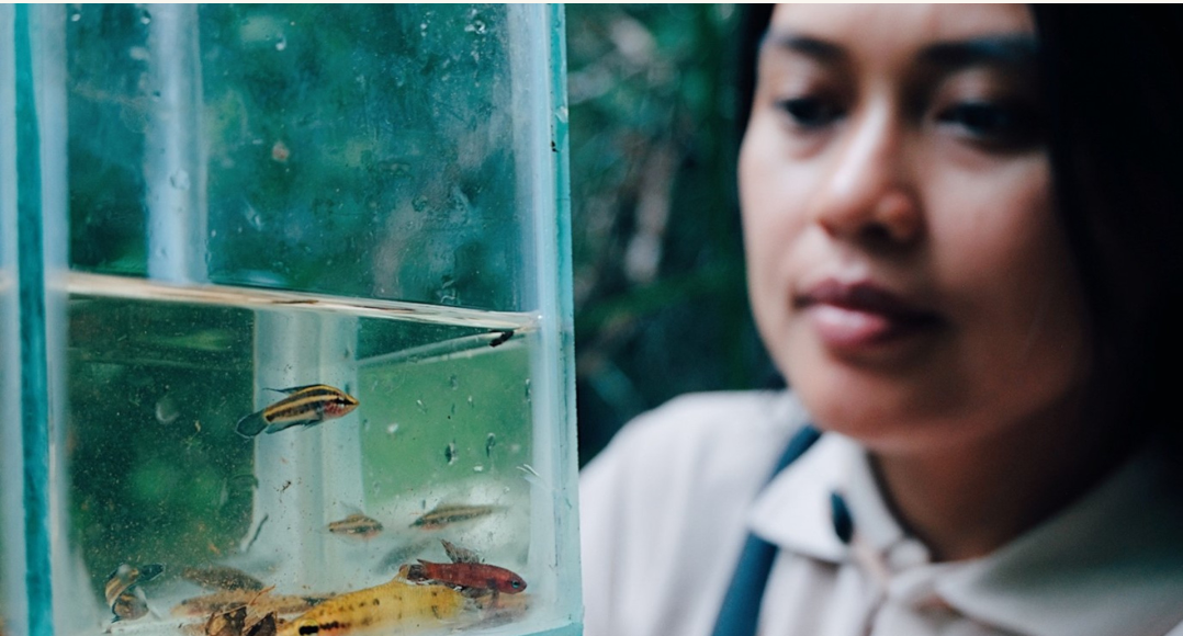 The Betta burdigala project – saving a species | Faculty of Biological Sciences | University of ...