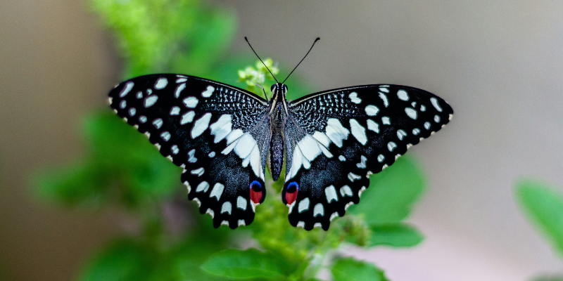Three ways climate change is pushing butterflies and moths to their ...