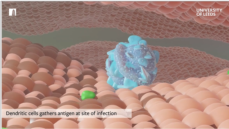 Bringing immunology to life through animation | Faculty of Biological ...
